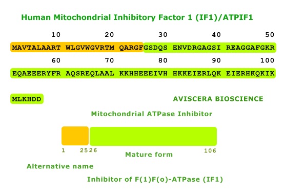 产品创新发布---Mitochondrial Inhibitor Factor 1 (IF1)-威海金威斯生物科技有限公司